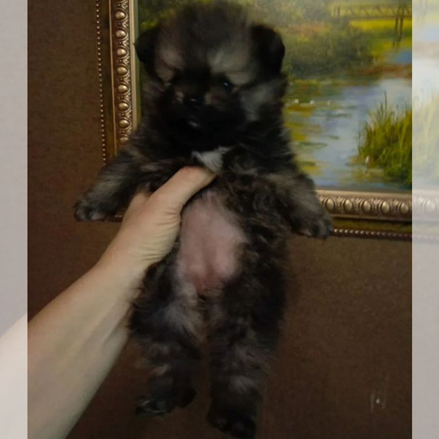 Померанский шпиц, щенок