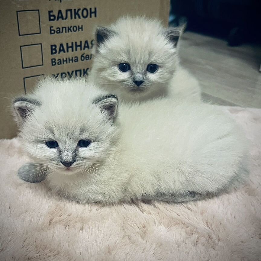 Котятки невские маскарадные