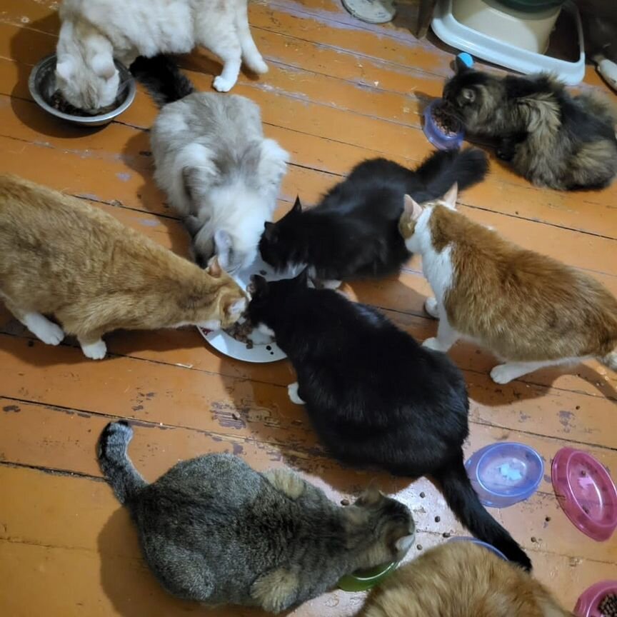 Мини приют котики