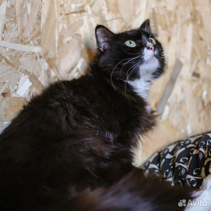 Нежная кошечка Асти ждет своего человека в приюте