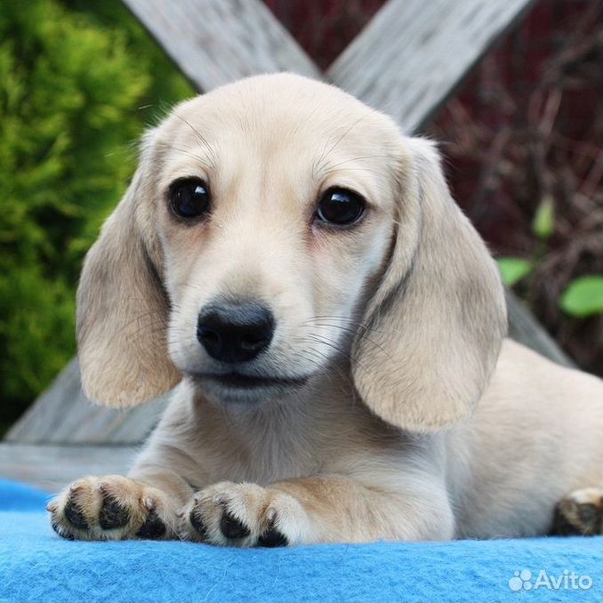 Кремовый гладкий минимальчик