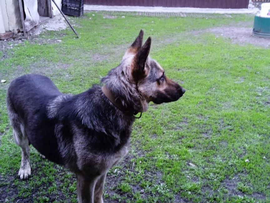 Щенки восточноевропейской овчарки