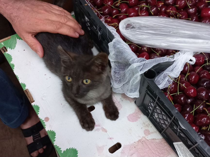 Кошки в добрые руки
