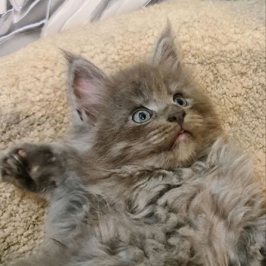 Котёнок мейн-кун мальчик