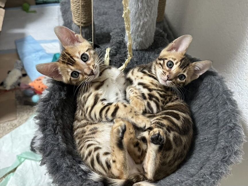 Бенгальские котята, розетка на золоте