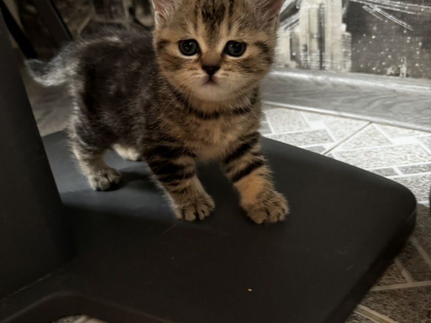Британские котята короткошерстные