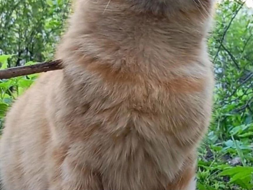 Рыжий кот бесплатно