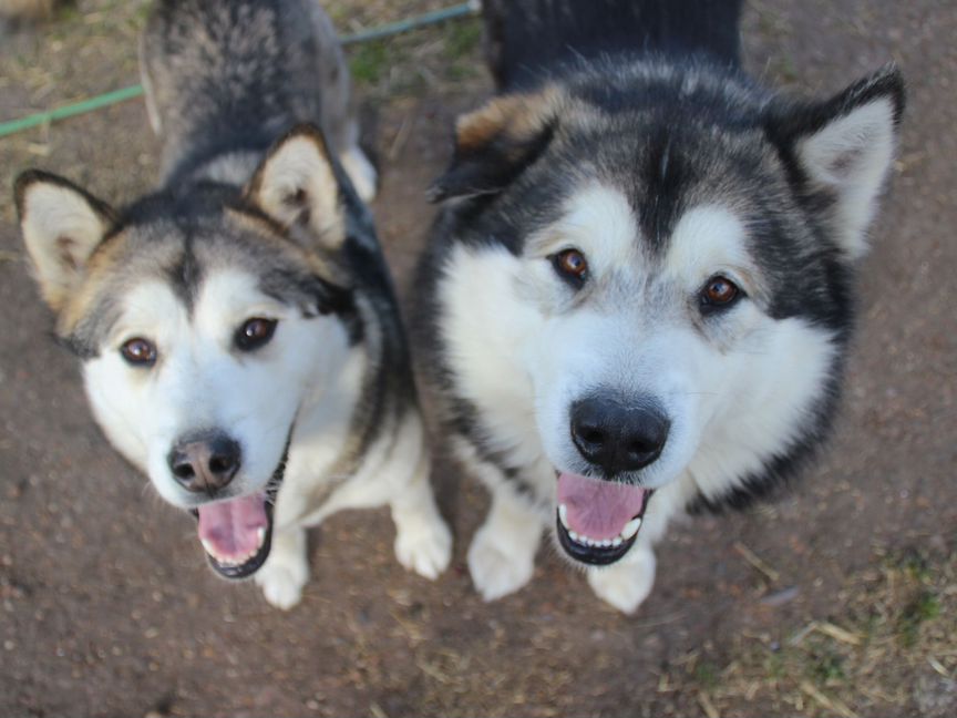Ищем надёжных хозяев для пары маламутов