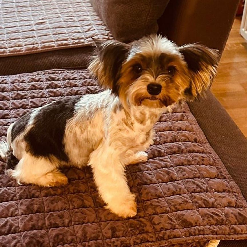 Бивер-йоркширский терьер, взрослая собака