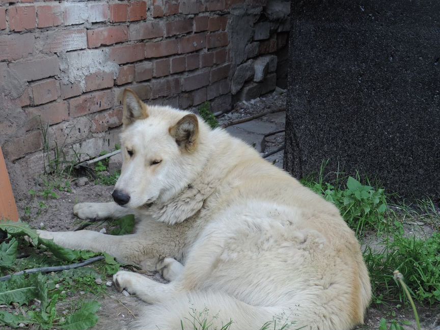 Найдена собака - западно-сибирская лайка