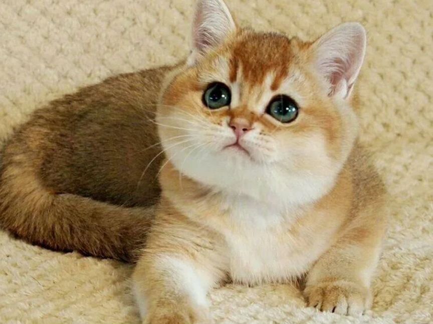 Шотландские котодетки золотая шиншилла
