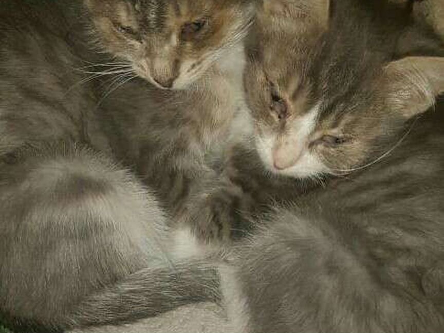 Спасите котят