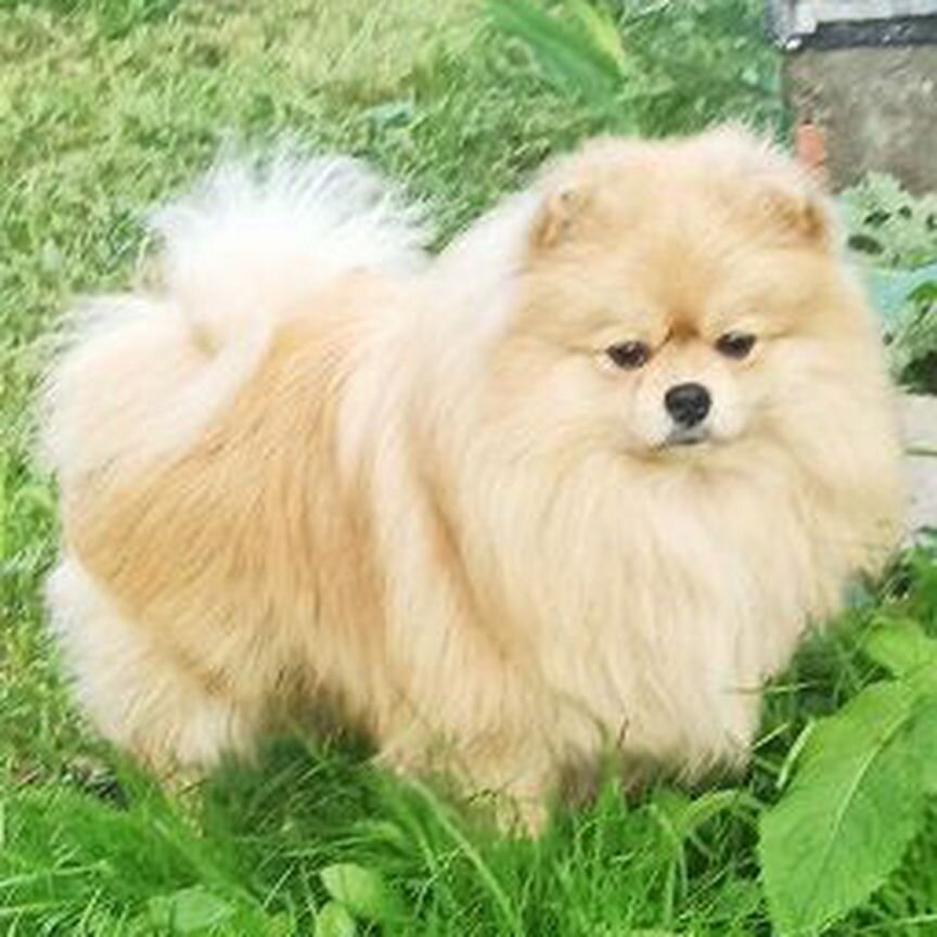 Померанский шпиц, взрослый пёс