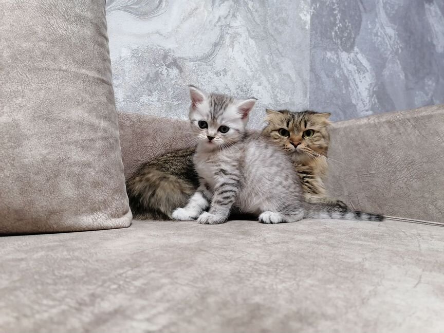 Продам британского котенка