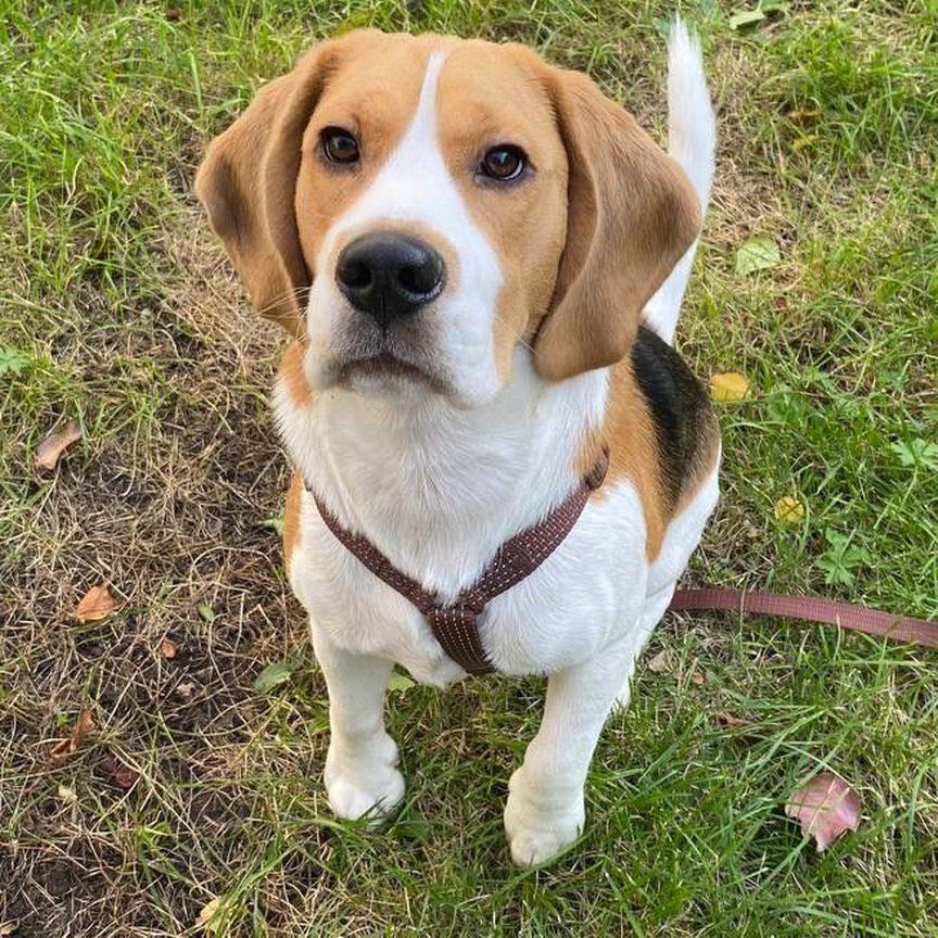 Бигль, вязка