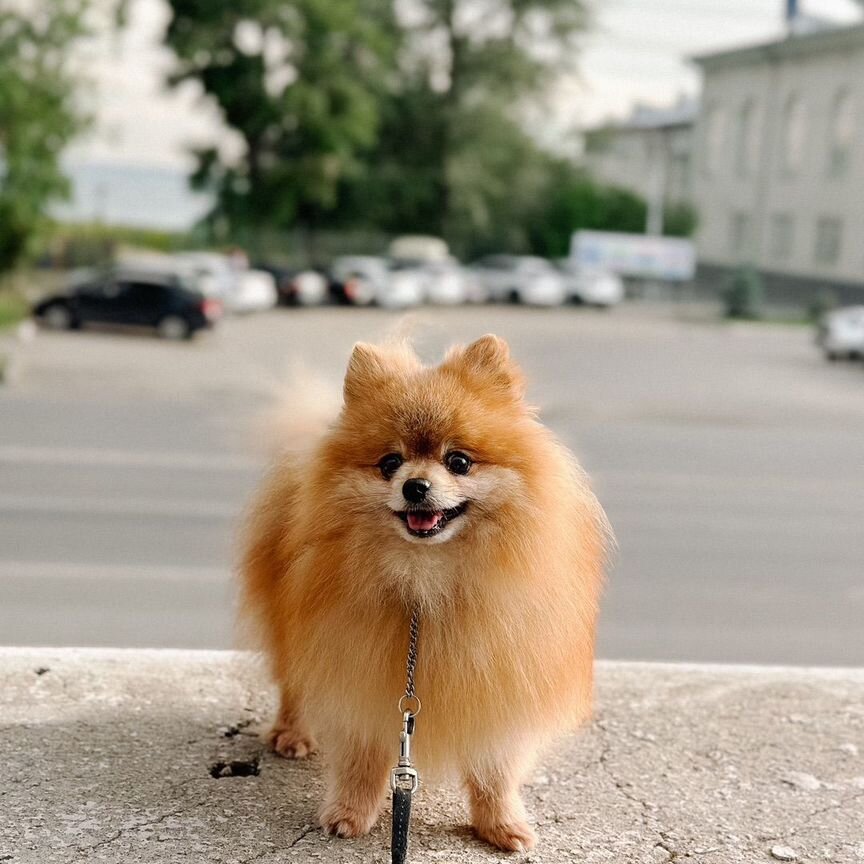 Немецкий шпиц мини