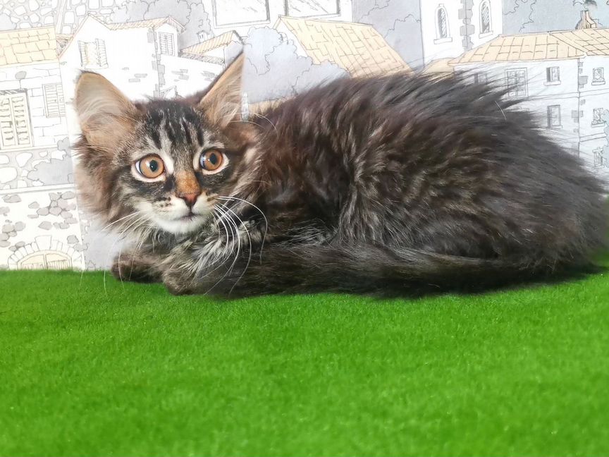 Котик в хорошие руки