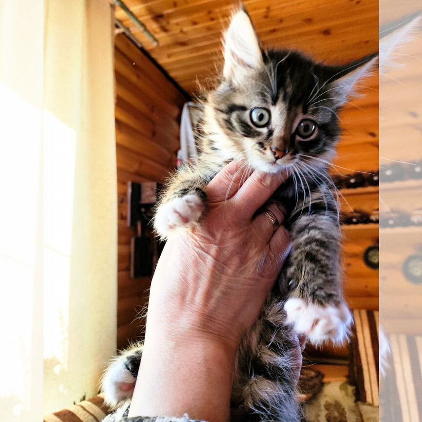 Котёнок в добрые руки