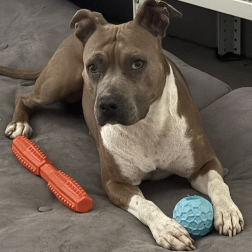 Отдам в добрые руки