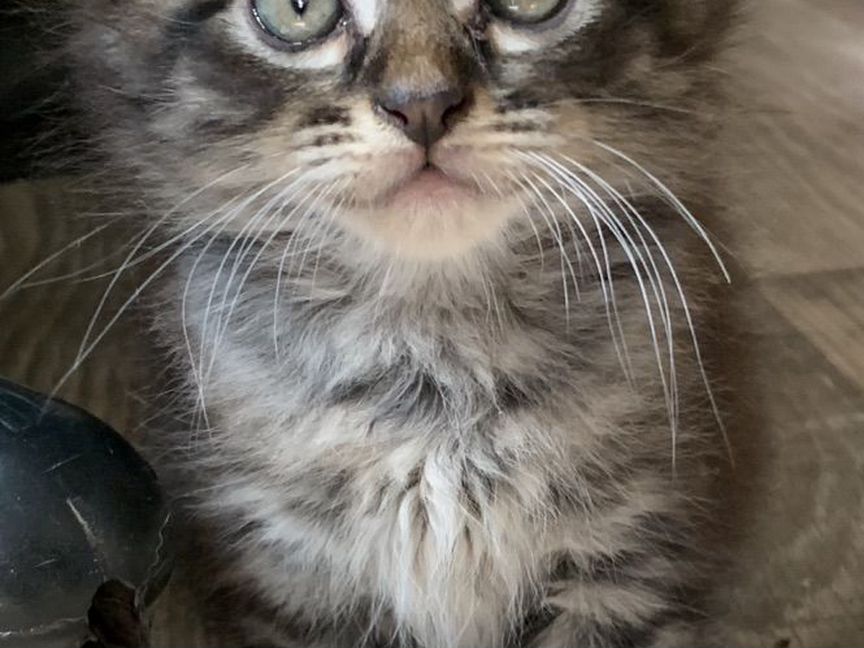 Котятки Мэйн кун