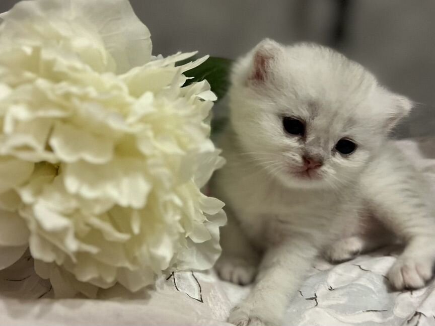 Котята британская шиншилла