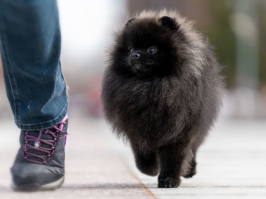 Померанский шпиц мишка чёрный