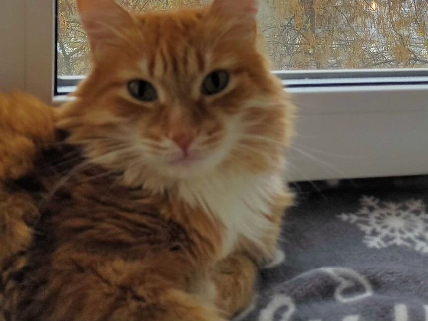 В добрые руки