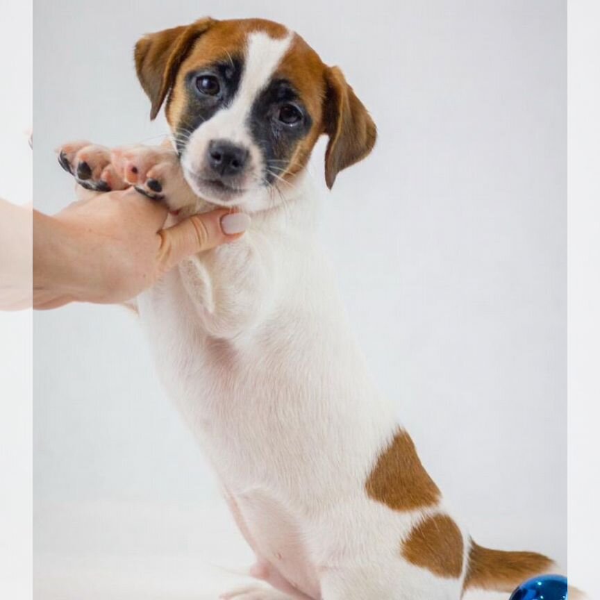 Джек-рассел-терьер, щенок