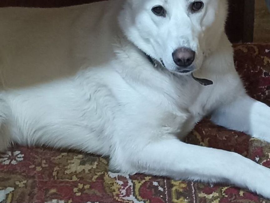 Красавица Жасмин