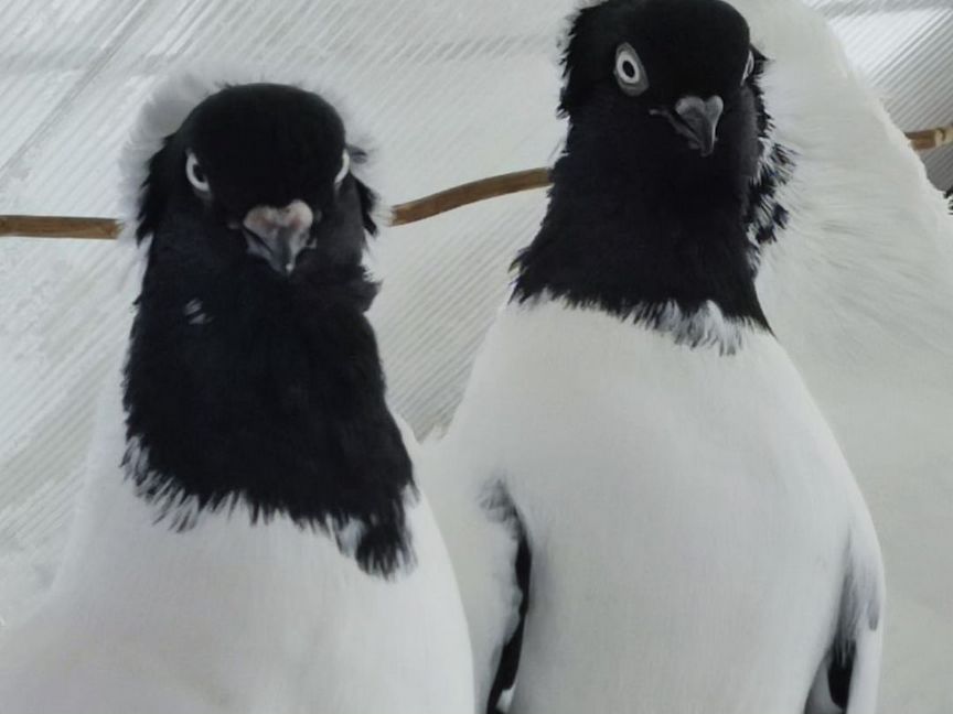 Голуби агараны бакинцы узбеки