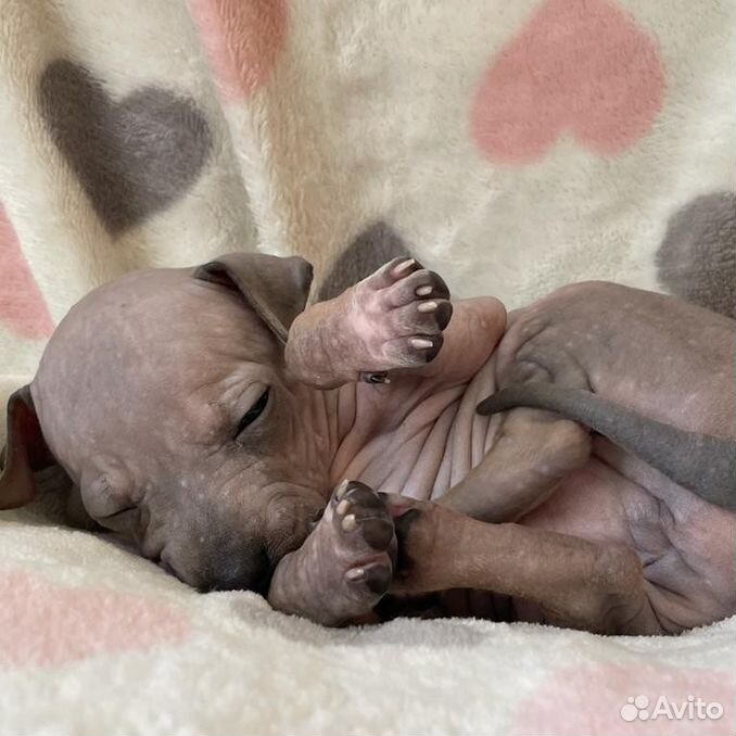 Гипоаллергенная собака (агт)