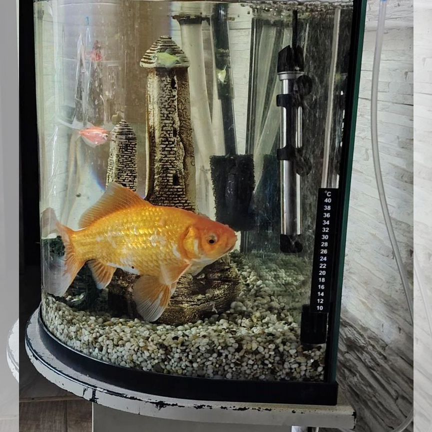 Золотая рыбка вуалехвост