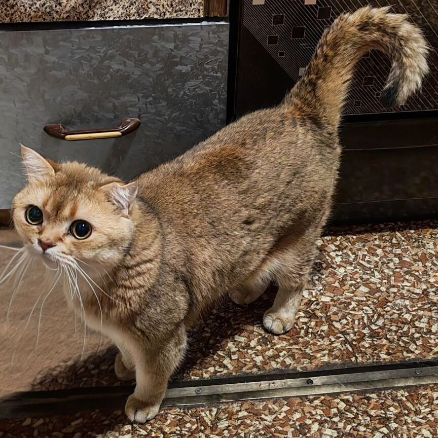 Британский короткошёрстный, взрослый кот