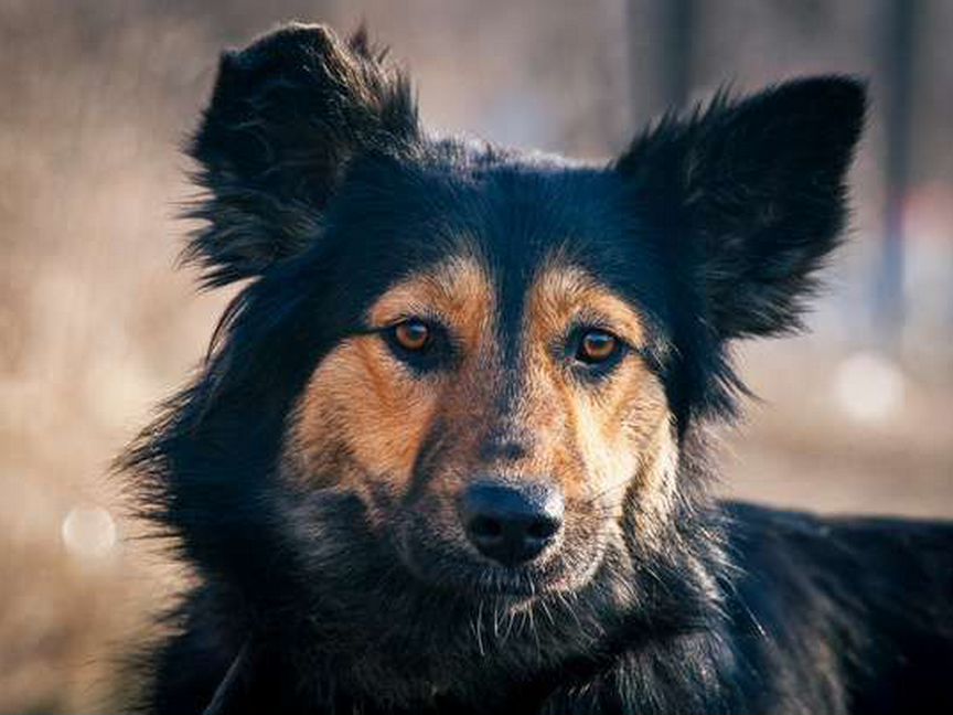 Овчарка метиска Кесси в добрые руки