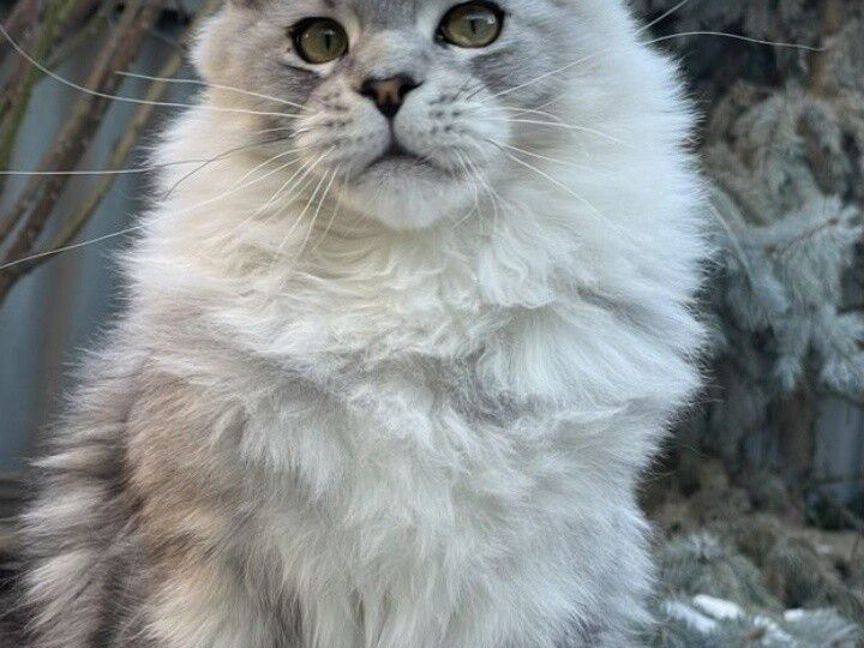 Мейн-кун