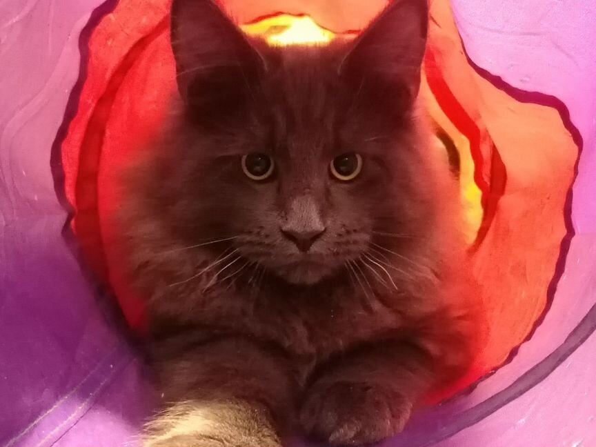 Клубные котята мейн-куны