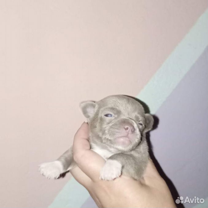 Лиловые детки маленькие принцы