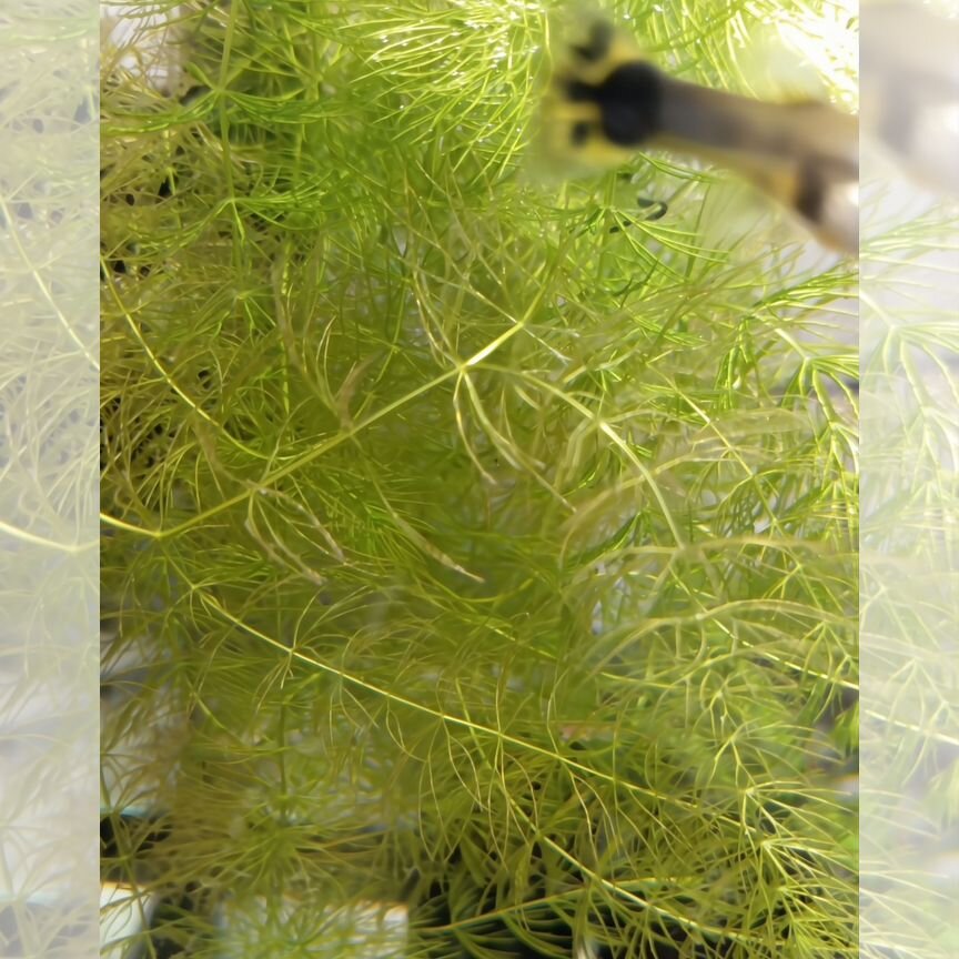 Роголистник