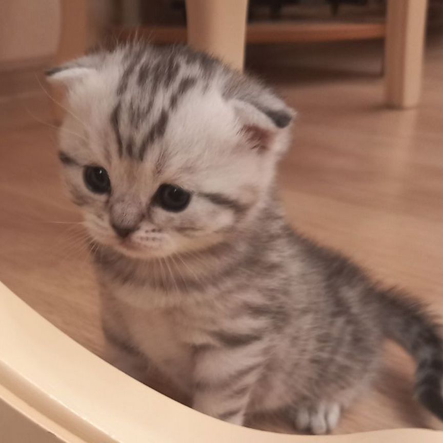 Шотландский вислоухий короткошёрстный котёнок