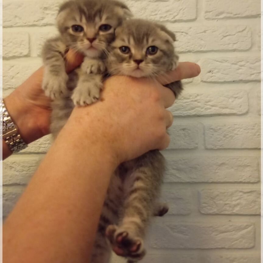 Шотландский вислоухий короткошёрстный котёнок