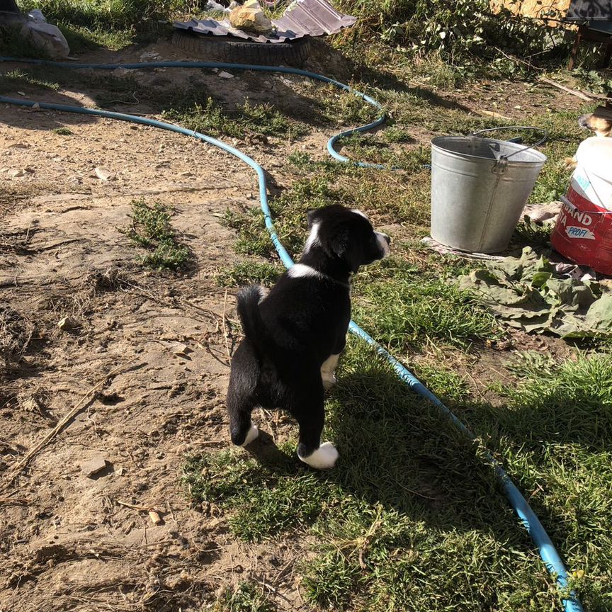 Щенок в добрые руки