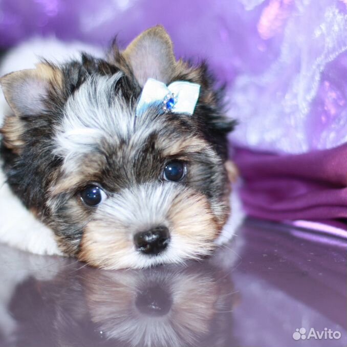 Самый красивый мальчик