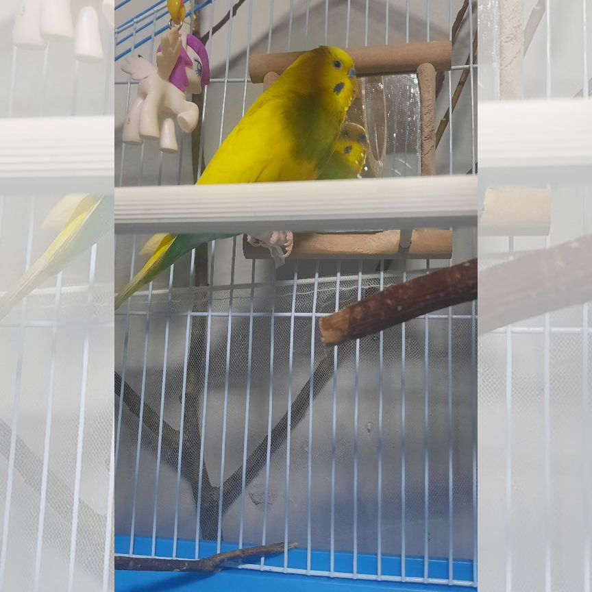 Волнистый попугай с клеткой