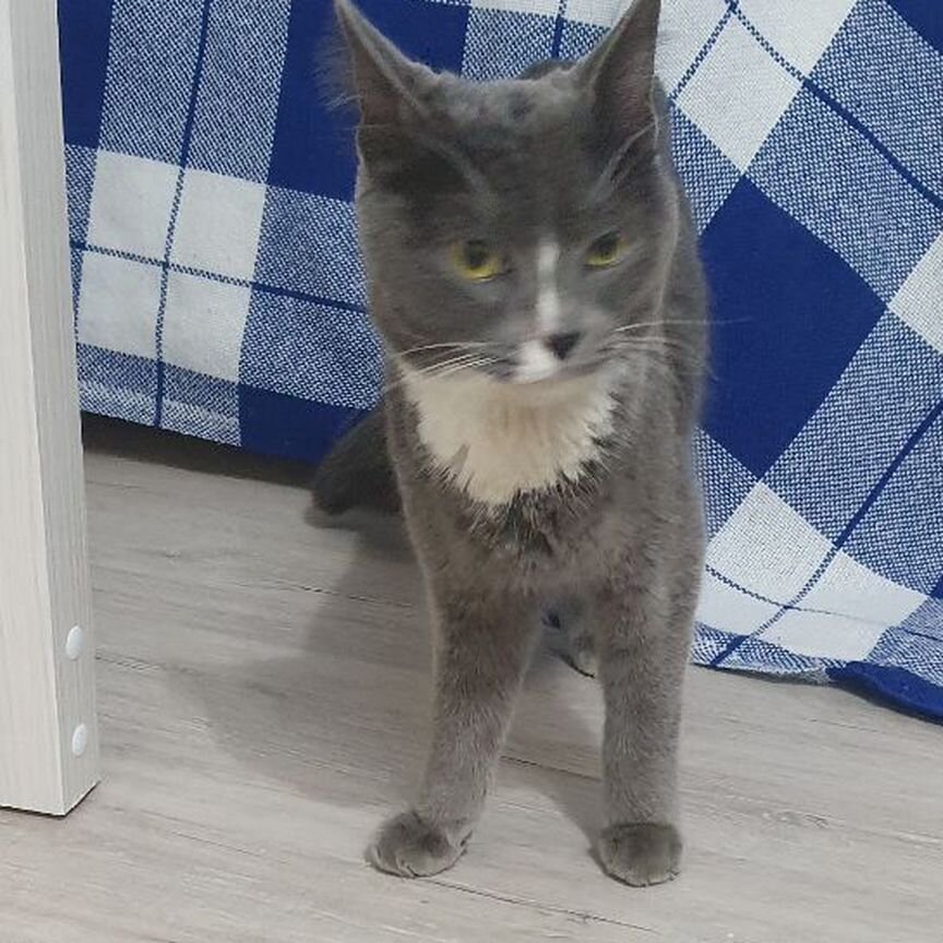 Взрослый кот в добрые руки