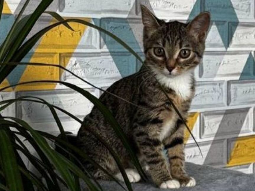 Котёнок Девочка