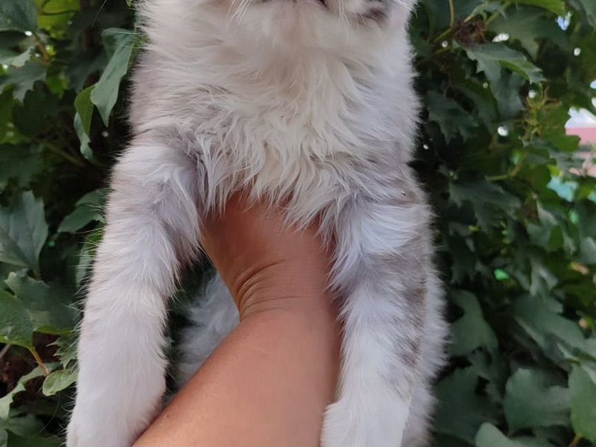 Кошки