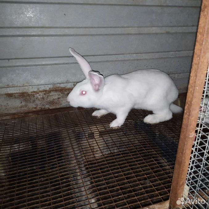 Кролики "Белый Панон"