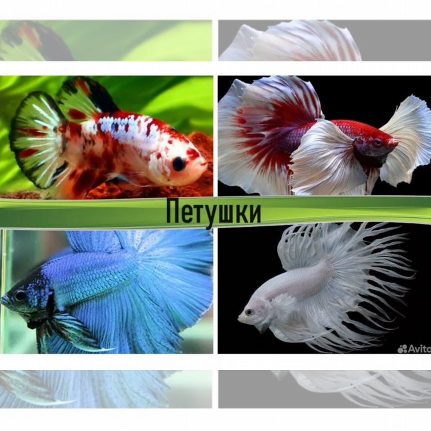 Аквариумные рыбки петушки в магазине в ассортимент
