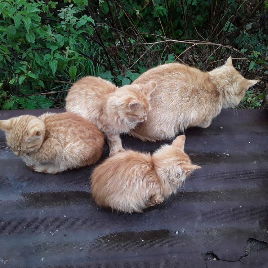 Спасите котят