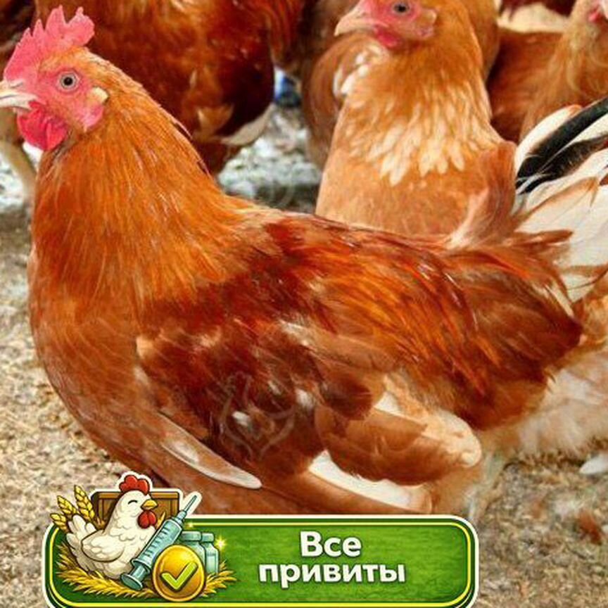 Куры несушки с доставкой